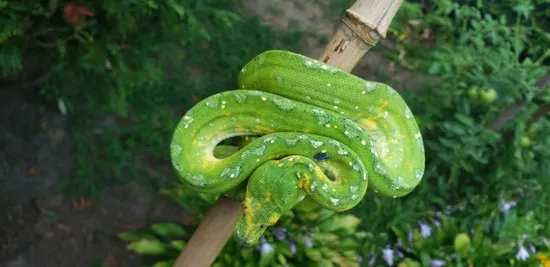 Cyclops Green Tree Python by AJM Reptiles
