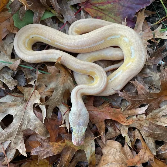 62.5% Dwarf Ternate/Jampea Ivory Reticulated Python by Herpetofauna Company