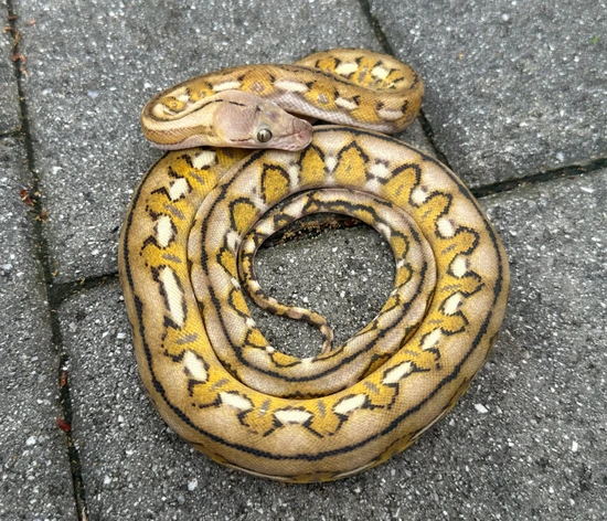 68.75% Kalaotoa/Jampea Platinum Tiger Reticulated Python by ...