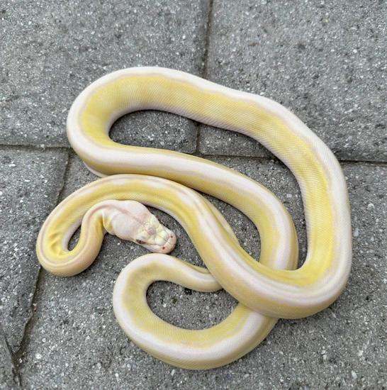 56.25 % Kalaotoa/Jampea Lavender Motley Tiger Snow Reticulated Python ...