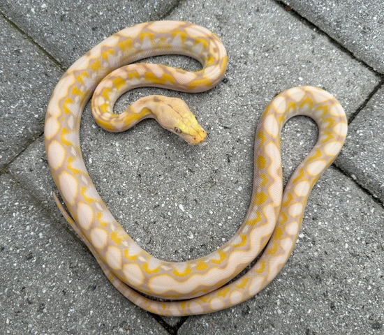 56.25% Kalaotoa/Jampea Lavender Snow Reticulated Python by Herpetofauna ...