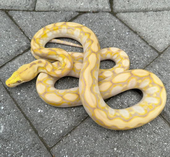 56.25% Kalaotoa/Jampea Purple Snow Reticulated Python by Herpetofauna ...