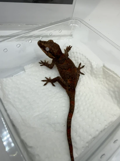 Red Orange Blotched 2025 Production Gargoyle Gecko by Aaron’s reptile ...