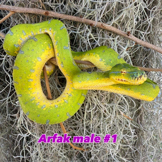 Green Tree Python (Arfak) by Abby’s Reptiles and Exotics