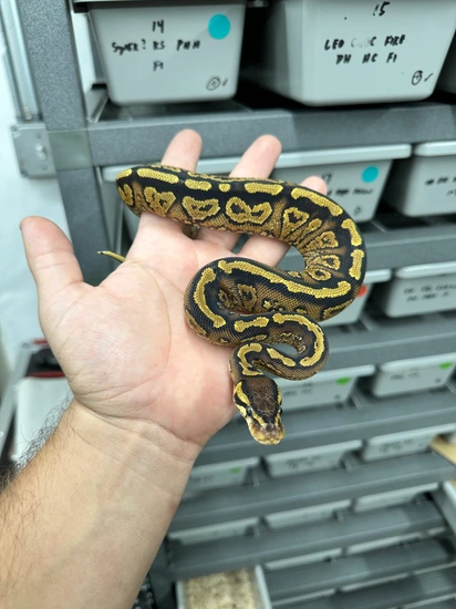 Paint Ball Python by Semper Reptiles