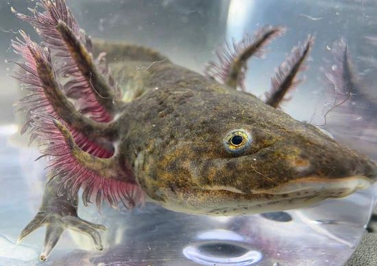 'Shriveled Pickle' 5inch Wild Type Axolotl by Pure Imagination Axolotls