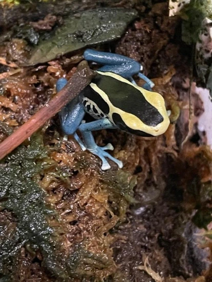 Citronella,Cobalt,Patricia,and Other Dart Frogs Available Dyeing Dart ...