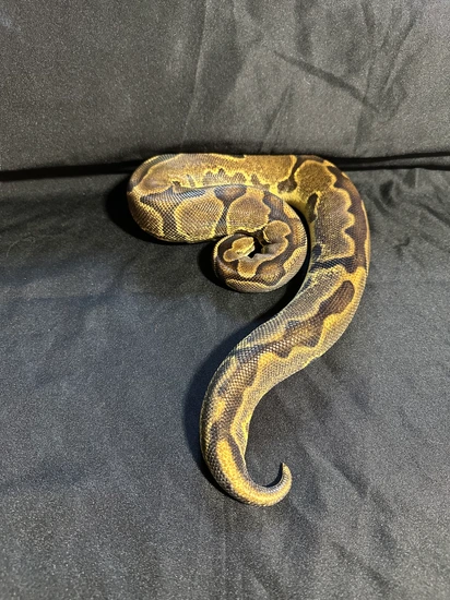 Leopard Enchi Sugar Ball Python by Ahamo Exotics