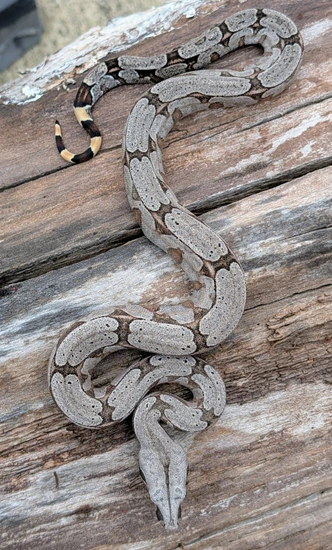 2024 Bolivian Silverback BCA F11 Short-Tailed Boa Constrictor by ...