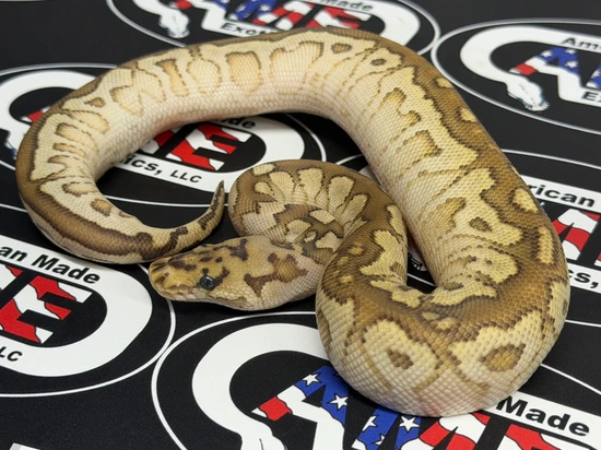 Designer Ball Python 