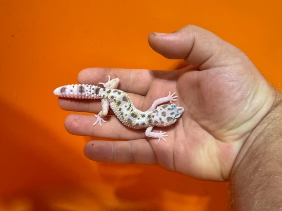 White & Yellow Mack Snow Female 2025 Leopard Gecko by AMN Reptiles