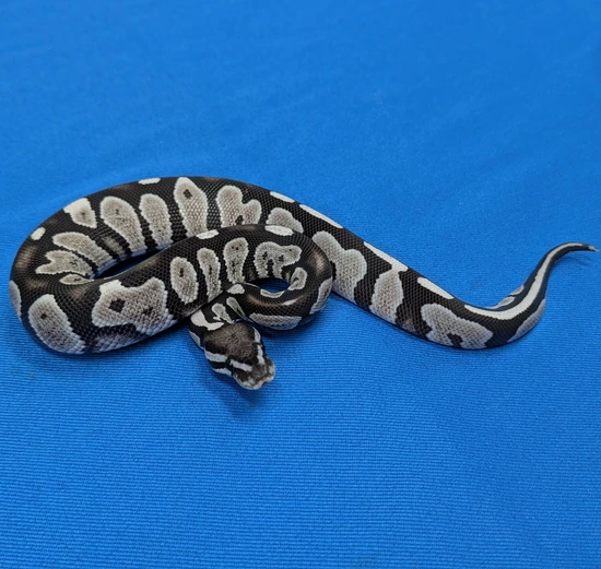 Chocolate Desert Ghost Axanthic VPI Ball Python by Amos Reptiles