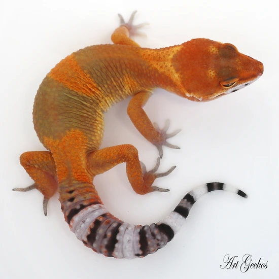 ツ🍊Blood Leopard Gecko by Art Geckos