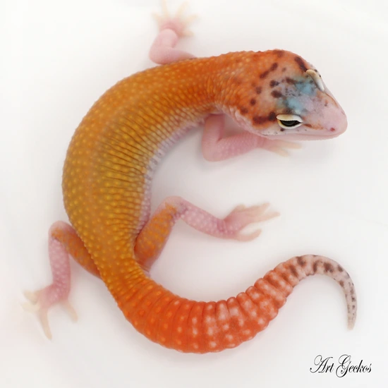 ツ🍭 Eclipse [Pied Project] Leopard Gecko by Art Geckos