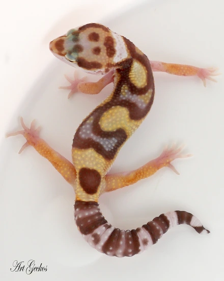 ツ ️ Pet Only Leopard Gecko by Art Geckos