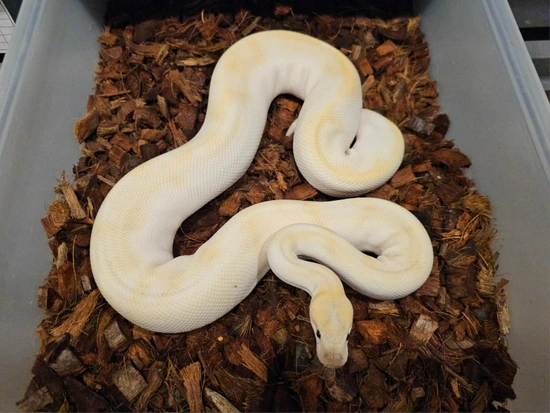 Lesser Enchi Mimosa Ball Python by Aryia's Exotics