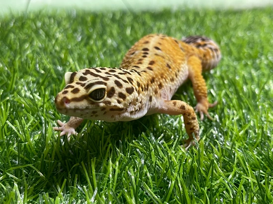 RTB Burning Blood Het Blue Amber Eye & Rainwater Leopard Gecko by ...
