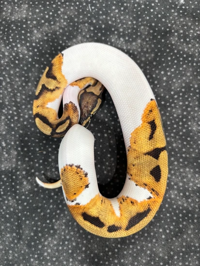 OD Enchi Pied Ball Python by Free State Ball Pythons