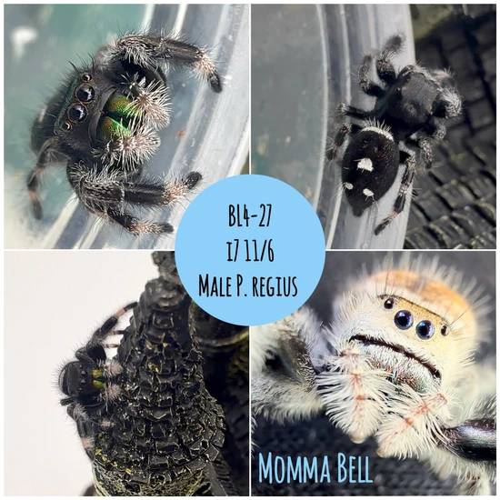 I7 Male Phidippus Regius Jumping Spider by Jumping Junction