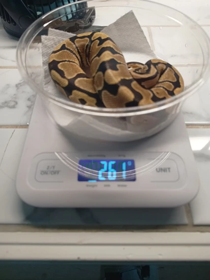 100% Het Hypo 100% Het Dg Ball Python by Koe's constrictors