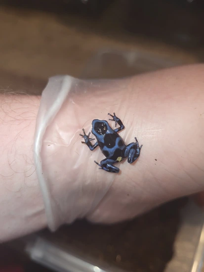 Reticulated Blue And Black Auratus Dart Frog Other Dart Frog by ...