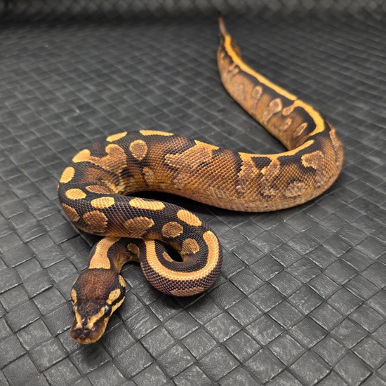 GHI Jedi YB Ball Python by Ball Python Fusion