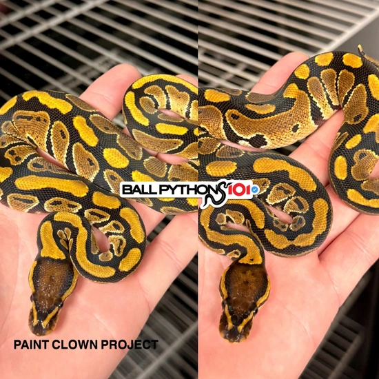 Paint Clown Project Ball Python by Ball Pythons 101