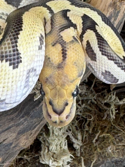 DG Clown Ball Python by Balls Deep Reptiles LLC