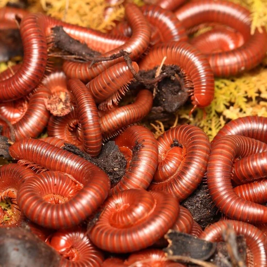 *20* Pack Of Scarlet Millipedes, 5 Bumblebee Millipedes, 2 X 50 Packs ...