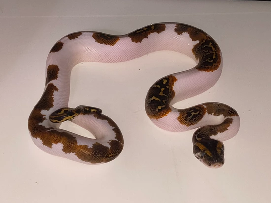 Pied Burmese Python by Production reptiles