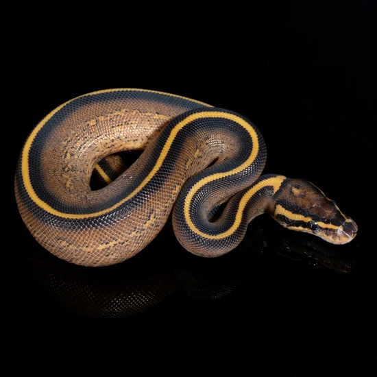 X-tremist Freeway (Asphalt And YellowBelly) Ball Python by Gobble’s ...