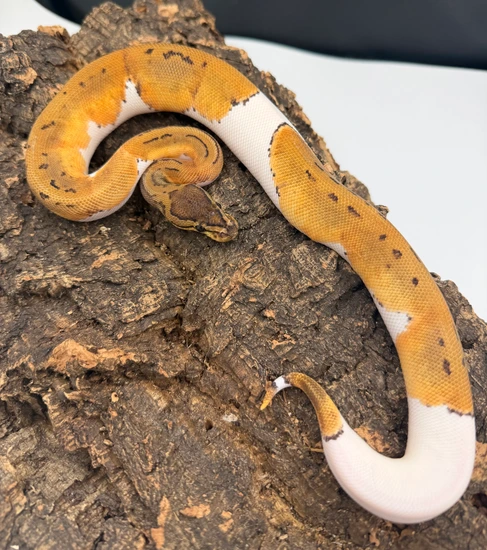 Pinstripe Pied Ball Python by Chris’s exotic balls