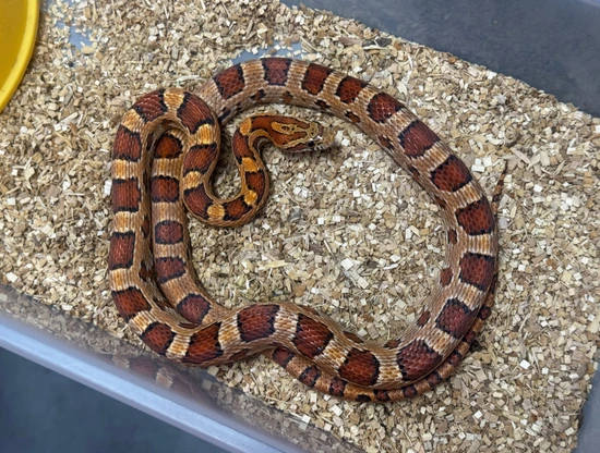 Normal? Corn Snake by Black Snow Reptiles