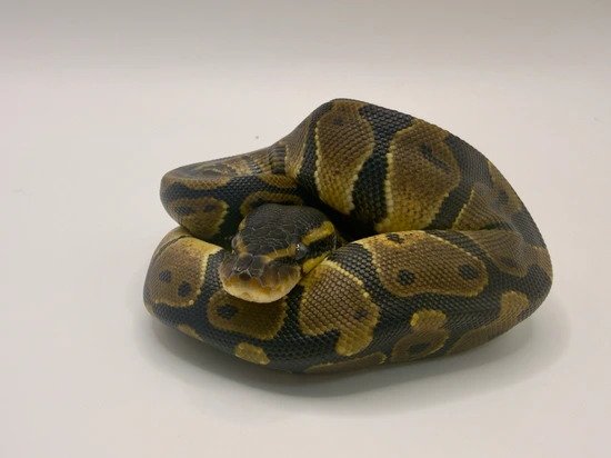 Perfect Normal Male Ball Python by Blue Balls