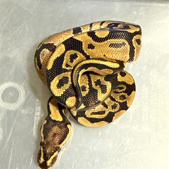 Enchi (Van) Het DG Ball Python by MonoMorphs Reptiles