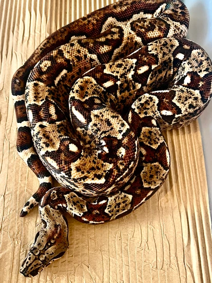 Hypo Double Het Kahl Albino Leopard Adult Male Boa Constrictor by ...