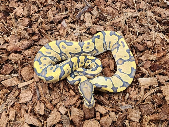 Yb Hypo Het Puzzle Ball Python by Bobs Balls