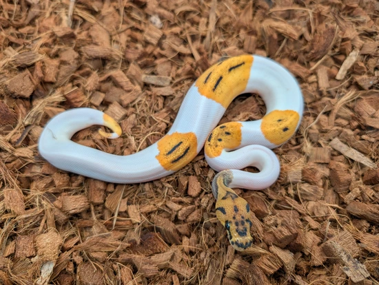 Od Clown Pied Ball Python by Bobs Balls
