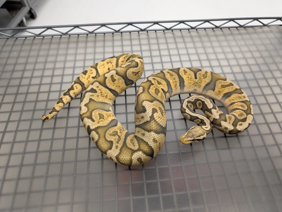 Pastel Ghi Hypo Het Puzzle Ball Python by Bobs Balls