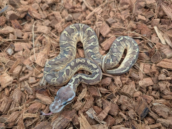 Pastel Sunset Dh Dg Vpi Axanthic Ball Python by Bobs Balls