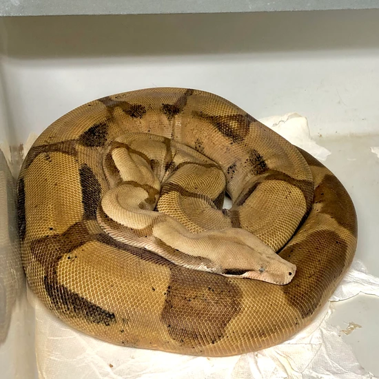Adult Female Hypo Fire Het Anery Boa Constrictor by Brad Sherman