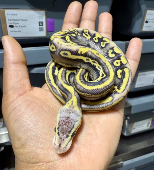 🧩🧩🧩Confusion Pastel (Weirdo) Phantom Puzzle🧩🧩🧩 Ball Python by Texas ...