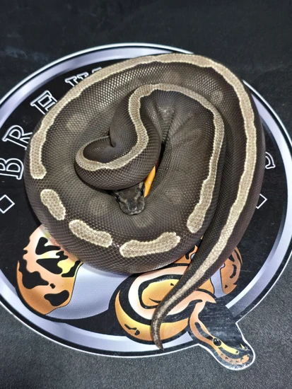 Mojave GHI Het Hypo Het Pied Ball Python by BrewBalls