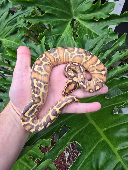 Leopard Highway Het Clown Ball Python by BrewBalls