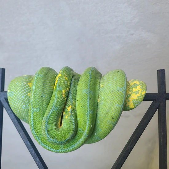 Cyclops Pair Green Tree Python by Brian Kurtz reptiles