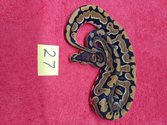Puzzle Ball Python by Brins Balls
