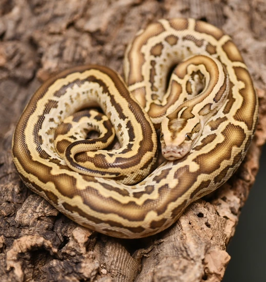 Striped Hypo Burmese Python by Hardknock Herpetoculture