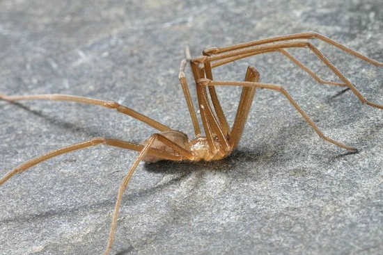 Sahastata Nigra Other Spider by Arachnid Rarities