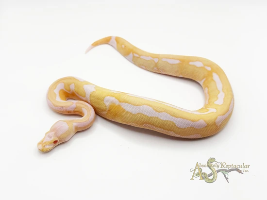 Albino Pied Ball Python by Absolutely Reptacular