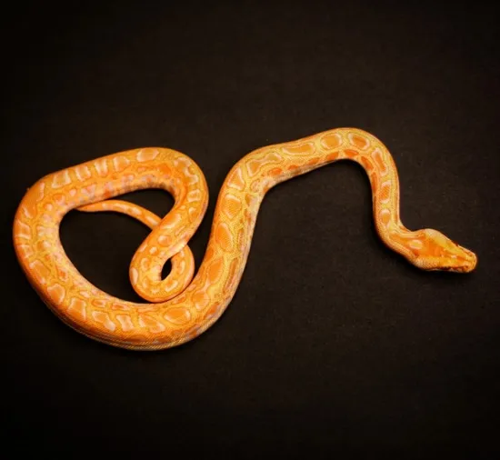 100% Het Pied Burmese Python by BurmDonor Pythons